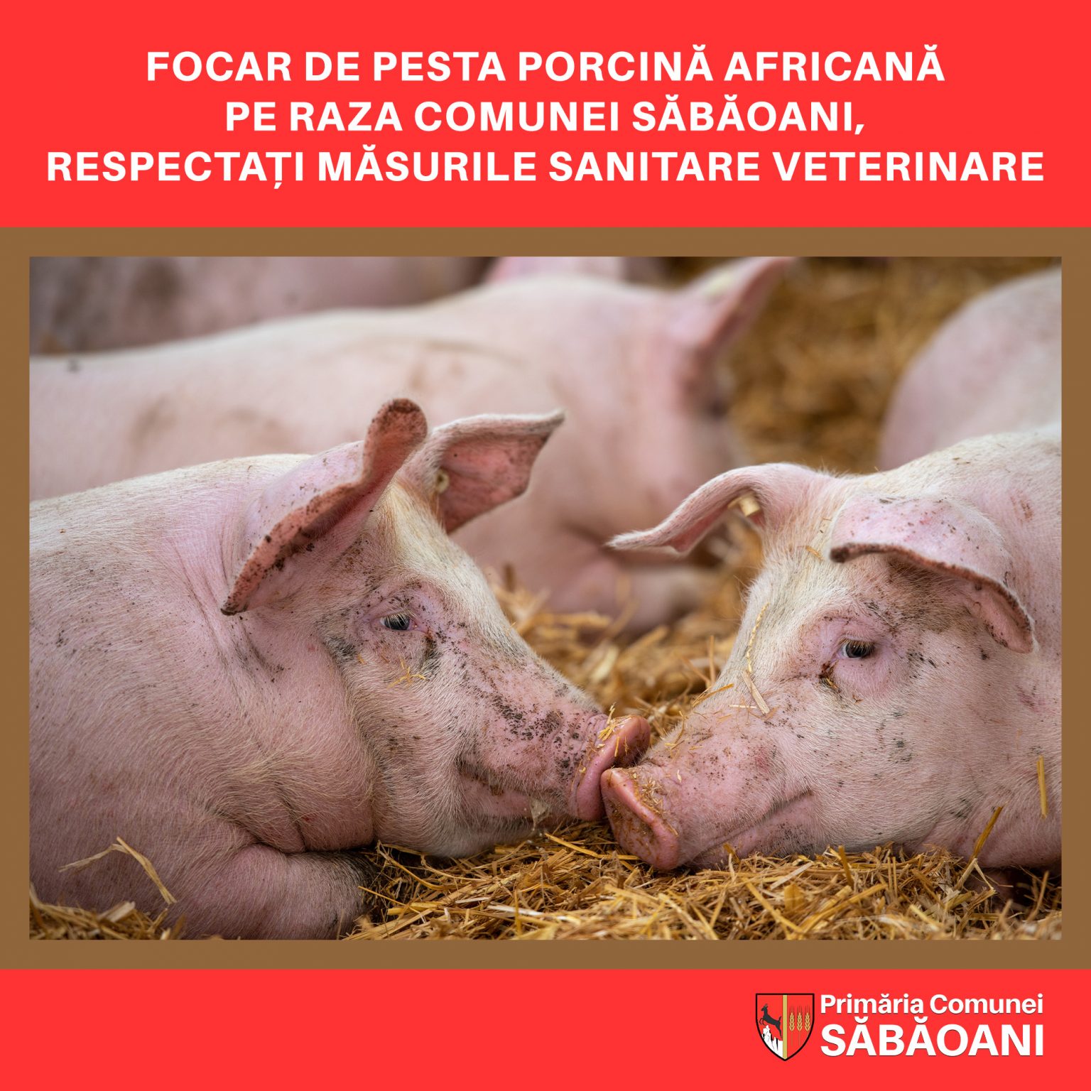 FOCAR DE PESTA PORCINĂ AFRICANĂ PE RAZA COMUNEI SĂBĂOANI, MĂSURILE ...